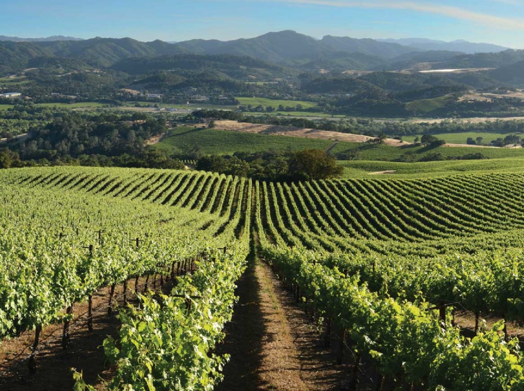 Rockaway - Rodney Strong